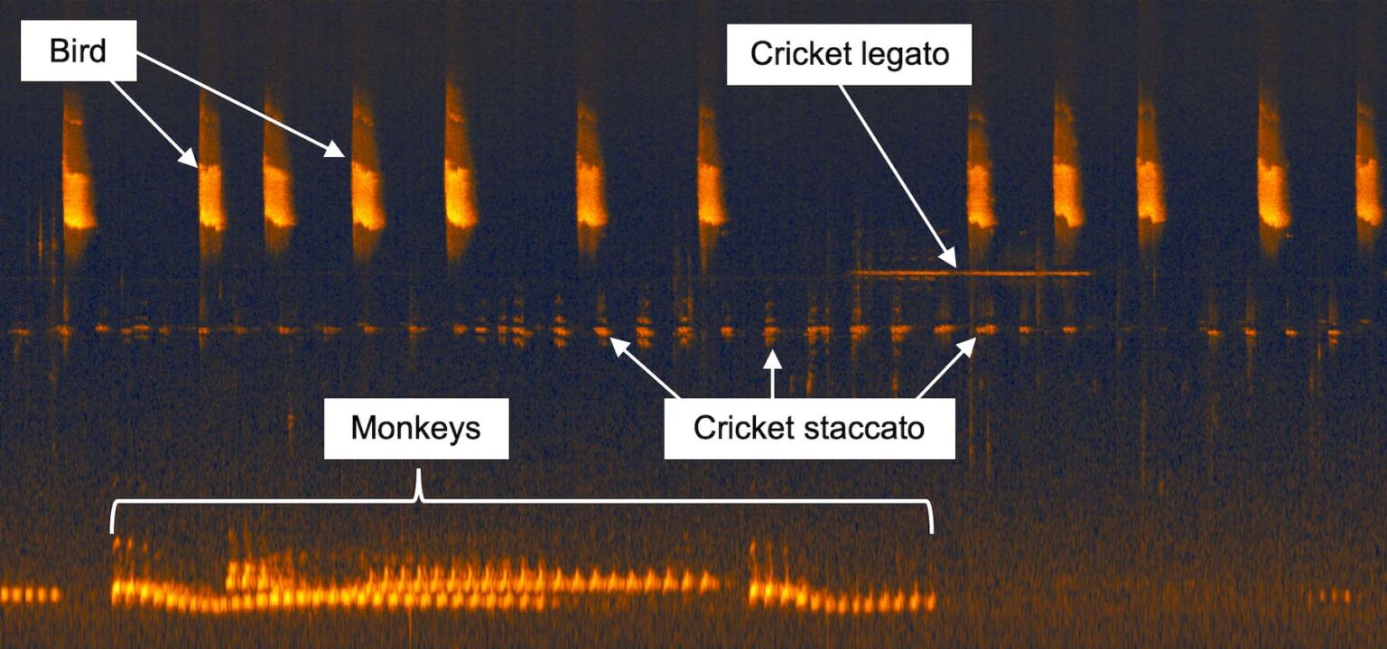 Chapter 2: Geophony, Biophony & Anthropophony | Just Sound Effects